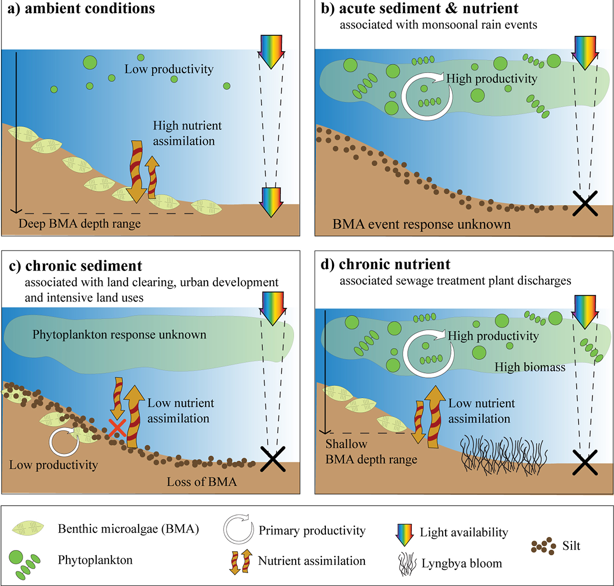 Primary producers in Moreton Bay: Phytoplankton, benthic microalgae and ...