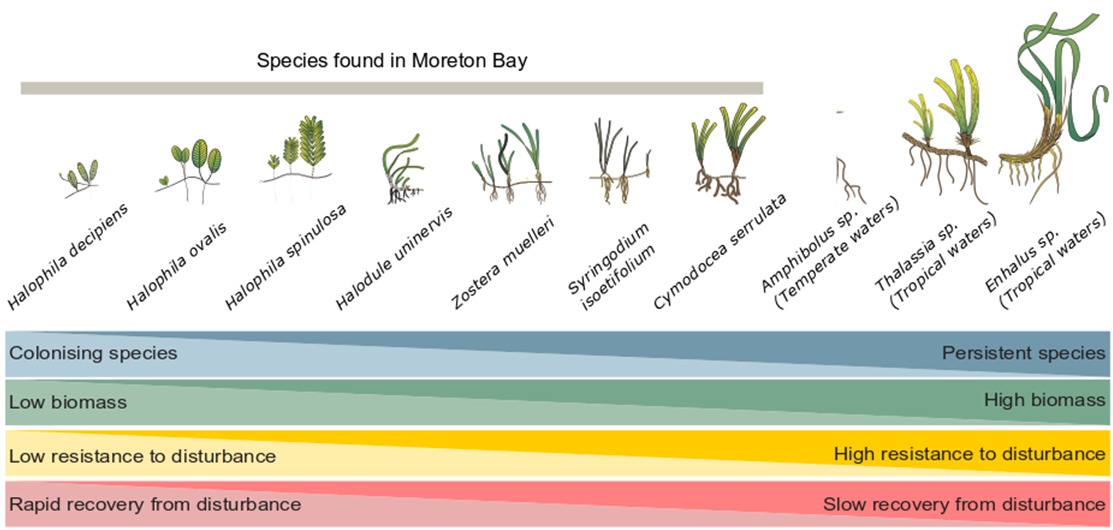 Seagrasses of Moreton Bay Quandamooka: Diversity, ecology and ...