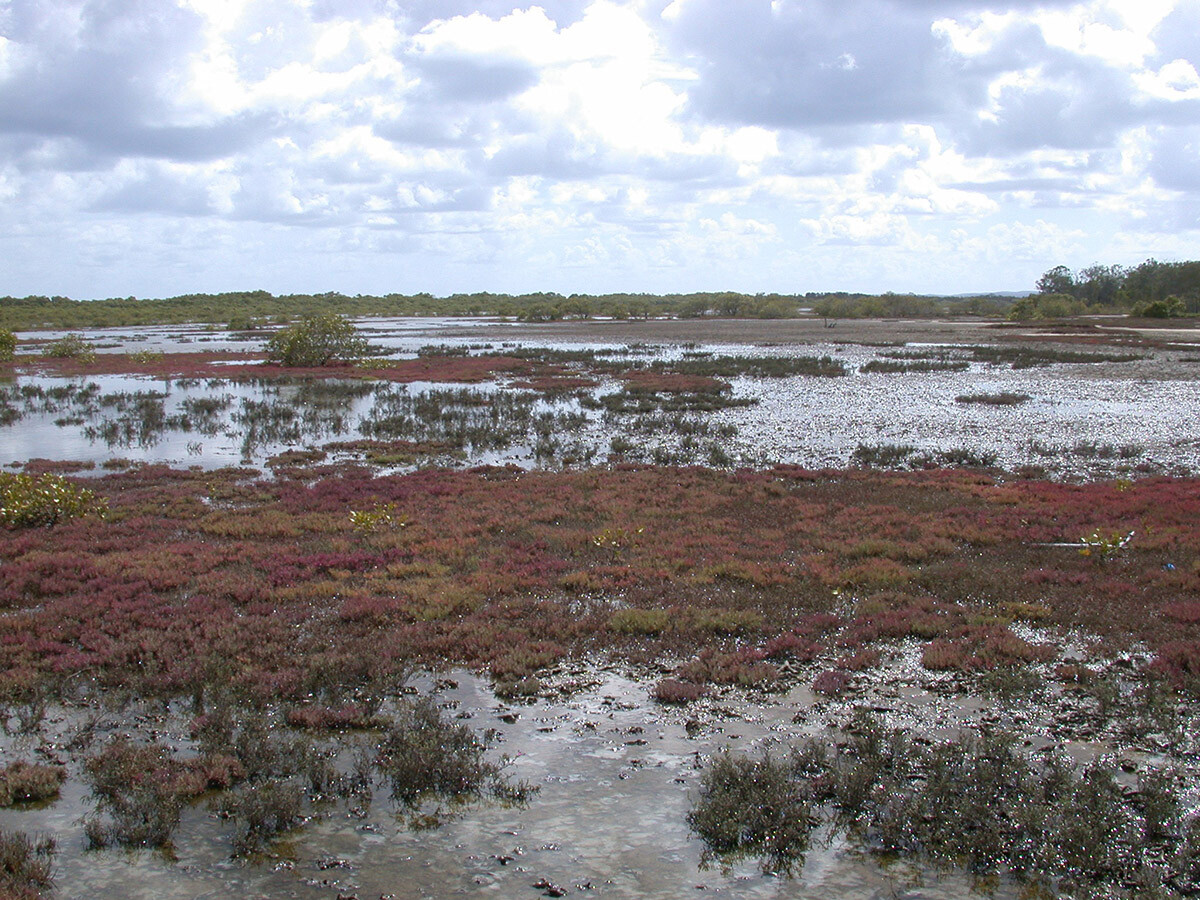 Mangroves and saltmarshes of Moreton Bay - Moreton Bay Foundation