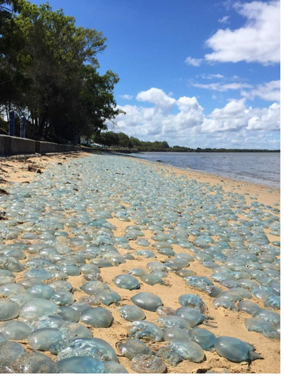 Zooplankton of Moreton Bay - Moreton Bay Foundation