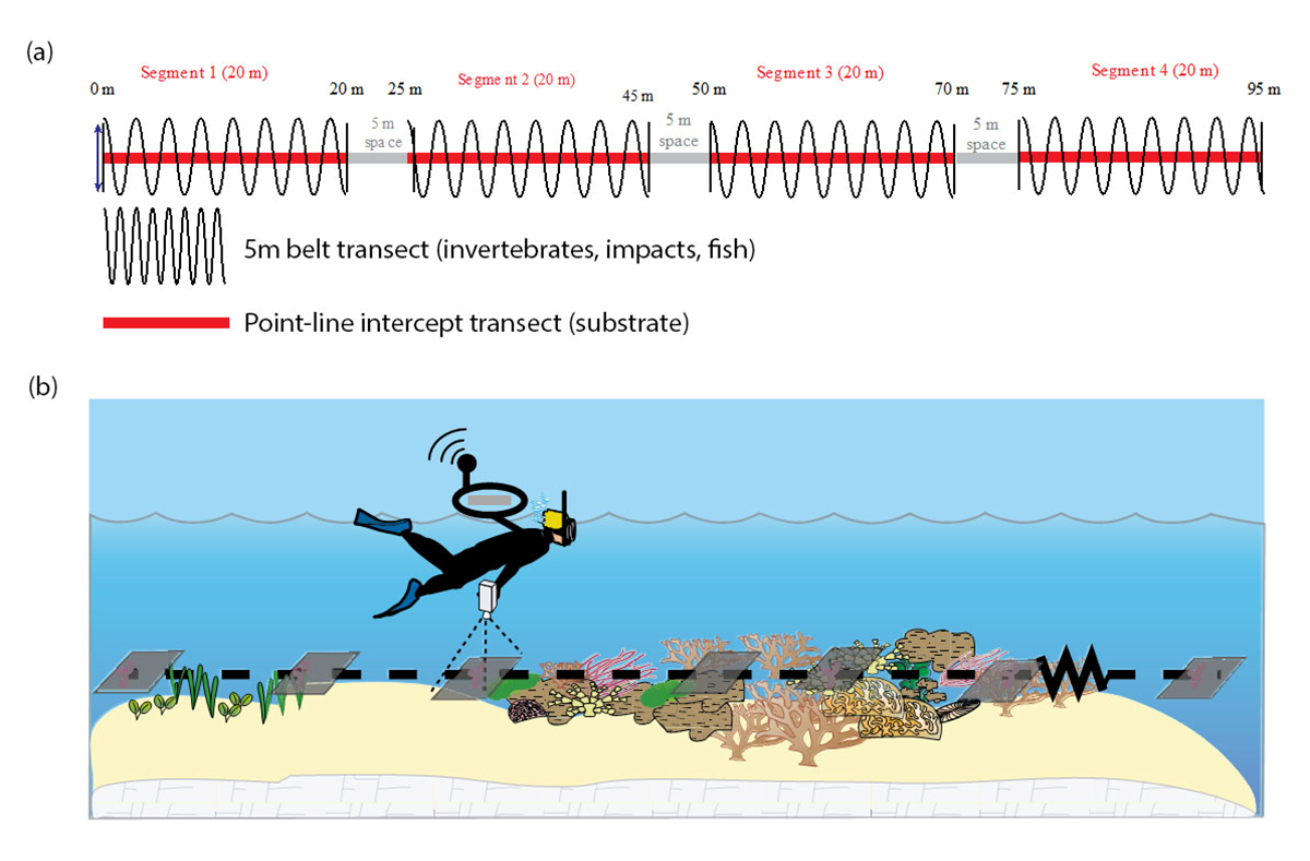 Building an understanding of Moreton Bay Marine Park reefs through ...
