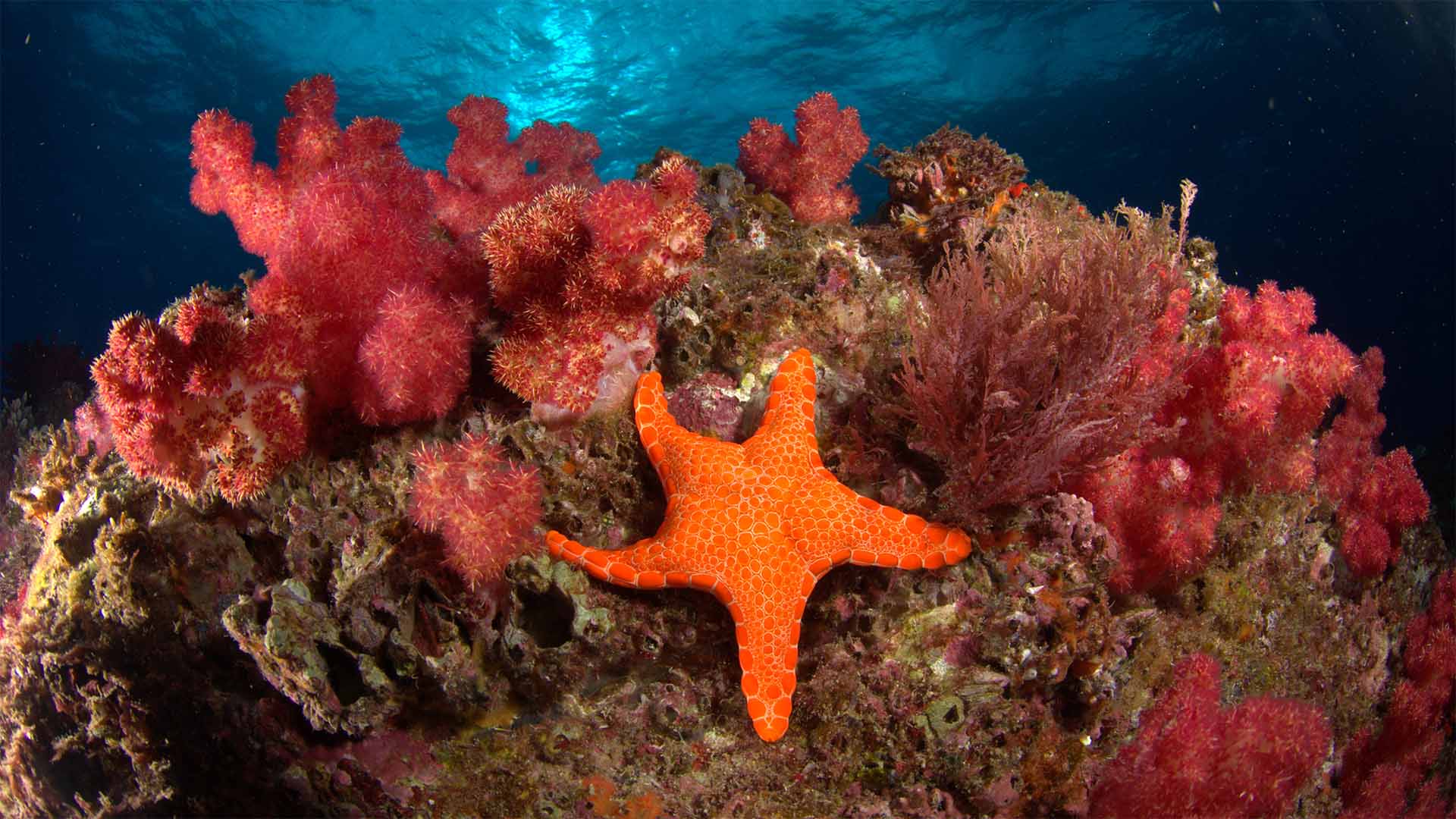 Moreton Bay - Moreton Bay Foundation