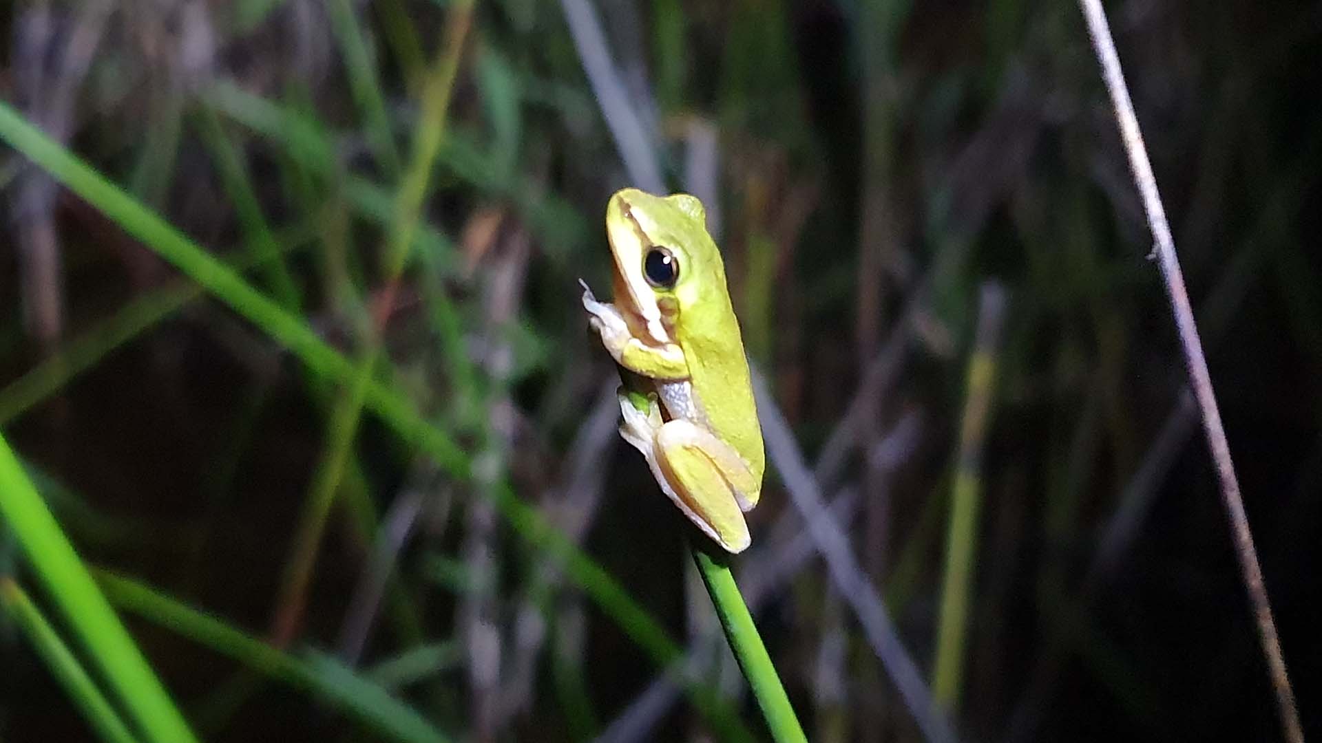 Wetland Restoration for Acid Frogs - The Moreton Bay Foundation