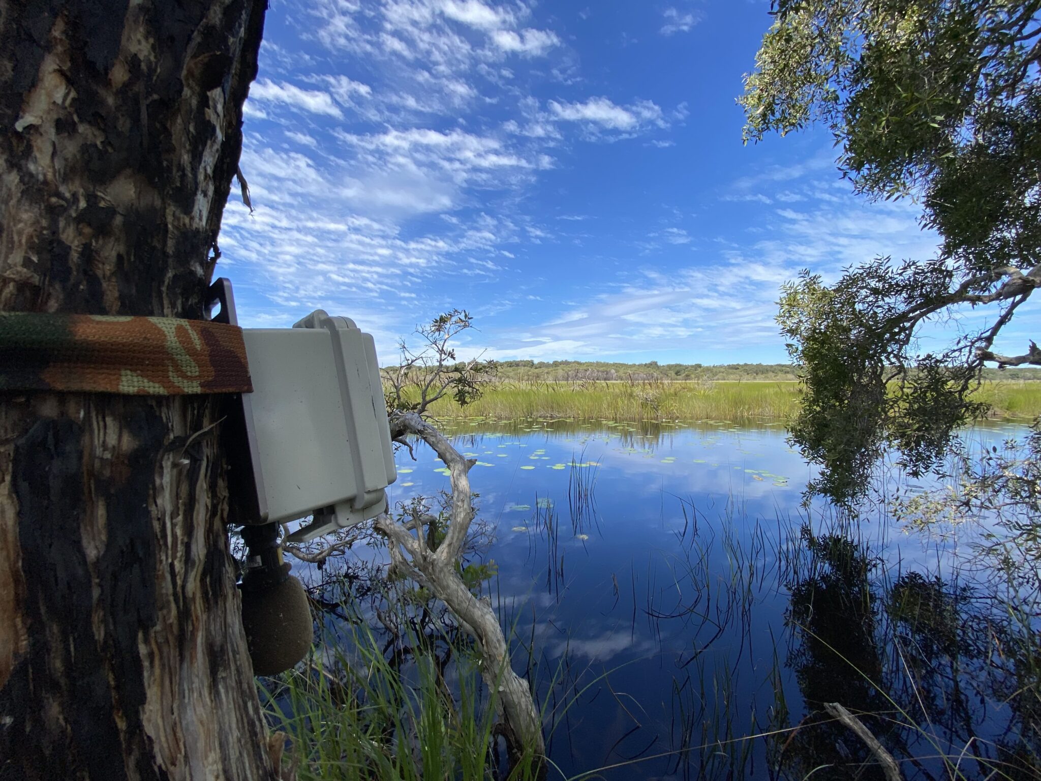 Wetland Restoration for Acid Frogs - The Moreton Bay Foundation